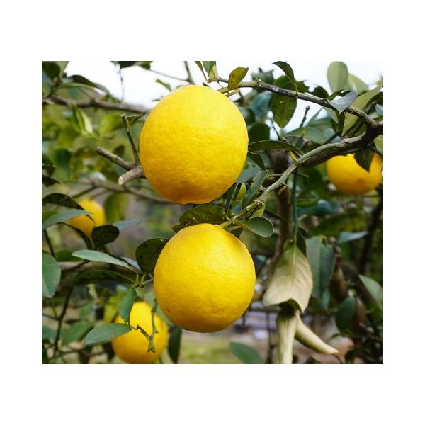 かいよう病に強く、豊産性のレモンでとても人気の高い品種です。リスボンレモンと日向夏の交配から生まれた品種で、レモンより酸味が少なく、果重も200ｇ位と大きめです。科目：　ミカン科分類：常緑低木開花期：　4月頃収穫時期：10〜３月頃最終樹高：...