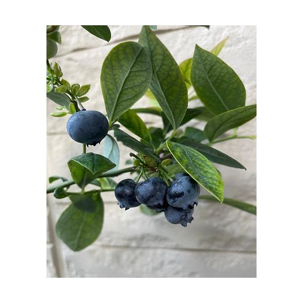 中粒〜やや大粒程度で、強い甘味と香りがあります。他のハイブッシュ系より暑さに強い特徴があります。自家結実性がありますが他の品種を近くに植えて受粉させた方が実付きが良くなります。サザンハイブッシュ系科目：　ツツジ科分類：落葉低木開花期：　4月...