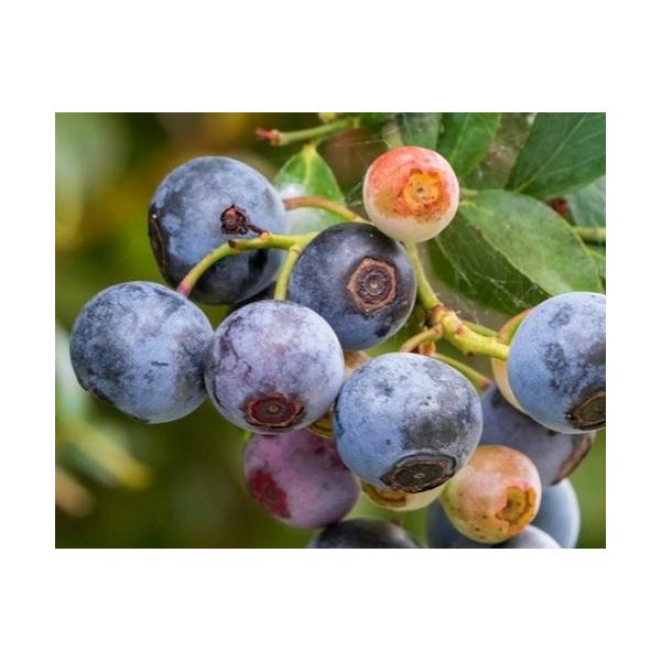 サザンハイブッシュ系を代表する品種で、耐暑性があるので寒地から暖地まで栽培可能です。矮性品種でコンパクトに育つので、鉢植えでもたくさん実がつきます。実は濃い甘さがあり、中実、春にはピンク色の花が咲き、秋には紅葉をします。自家結実性があります...