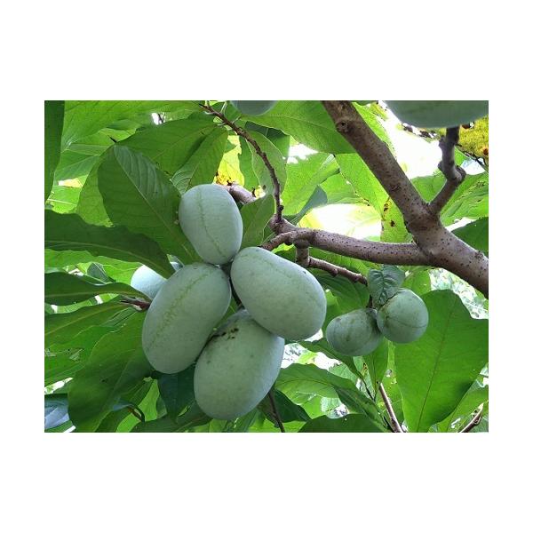 ねっとりとしていて、甘く、クリーミー、濃厚な味と香りが楽しめます。「森のカスタードクリーム」とも称されています。アメリカ　ミシガン州の野生種から選抜された大実系の品種で、果重250〜400g位。耐寒性が強いので全国で栽培できます。科目：バン...