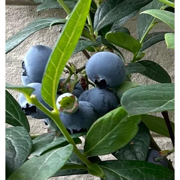 ブルーベリーの中で最も有名な品種です。早生品種のノーザンハイブッシュ系で、果実は大きく、酸味が少なく甘みが多いので生食でも加工にも向きます。自家結実性がありますが、他の品種を近くに植えて受粉させると実付きが良くなります。科目：　ツツジ科分類...