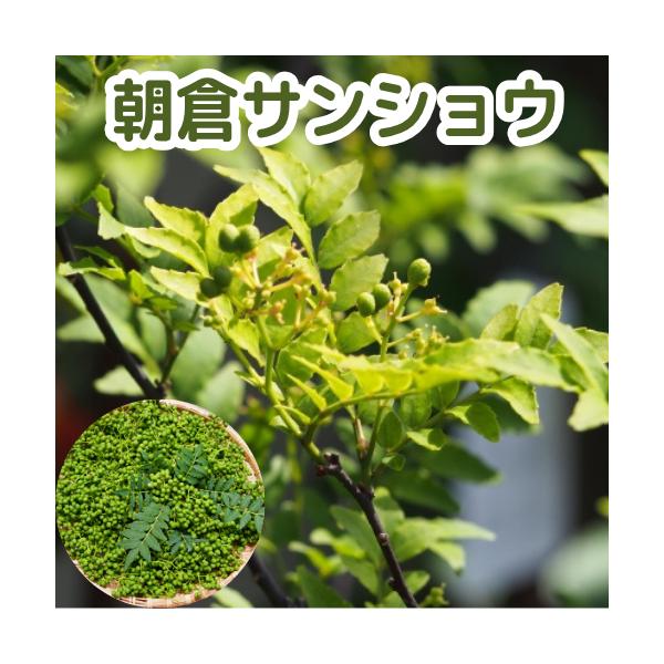 他のサンショウと比べ、柑橘系の香りと、やさしい辛みが特徴。枝に棘がなく管理がしやすく、雌雄同株なので雄木がなくても1株で実がつきます。新芽は木の芽和えや田楽に、実は佃煮や塩漬けに利用されます。科目：　ミカン科分類：　落葉低木開花期：　4月頃...