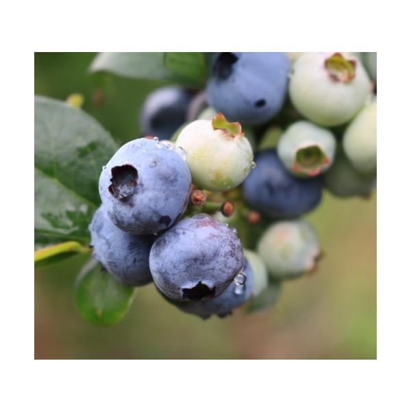 大粒の果実で、甘みが強い豊産性の品種です。他のハイブッシュ系より暑さに強い特徴があります。自家結実性がありますが他の品種を近くに植えて受粉させた方が実付きが良くなります。サザンハイブッシュ系科目：　ツツジ科分類：落葉低木開花期：　４月頃収穫...