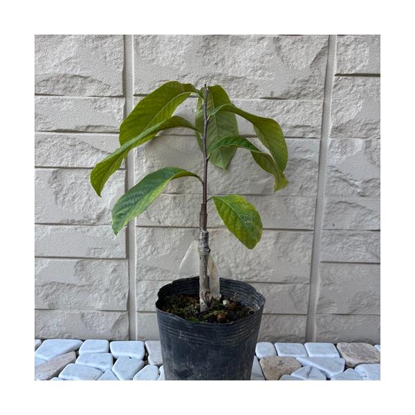 ねっとりとしていて、甘く、クリーミー、濃厚な味と香りが楽しめます。「森のカスタードクリーム」とも称されています。ミッチェルは、果実が大きく、摘果してうまくいけば450g前後になる晩生品種です。イリノイ州原産。科目：バンレイシ科　分類：落葉高...