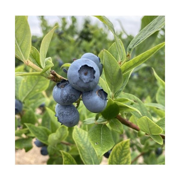 大粒の果実で香りが良く、酸味が少ないので生食向きです。自家結実性がありますが、他の品種を近くに植えて受粉させると実付きが良くなります。ノーザンハイブッシュ系科目：　ツツジ科分類：落葉低木開花期：　4〜5月頃収穫時期：6〜7月頃最終樹高：　1...