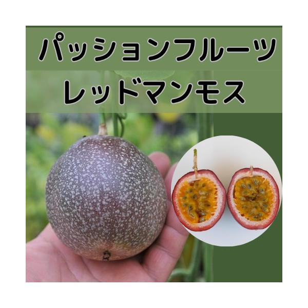 南国の果物パッションフルーツ。花の形が時計に似ているため、クダモノトケイソウとも呼ばれています。ゼリー状の果肉と種が詰まっていて、甘酸っぱくさわやかな香りが特徴的です。つる性の多年草で育てやすく、グリーンカーテンとしても人気があります。レッ...