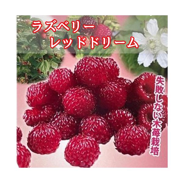 日本のクマイチゴに似た実を付けます。果径約2.5cm、糖度約10度で、実付きが良く、多収穫性。甘みが強く、酸味は弱いため生食や、ケーキ類との相性が抜群です。直立樹形で支柱も不要、病気や害虫の心配がなく、強健で失敗しない木苺栽培ができます。※...