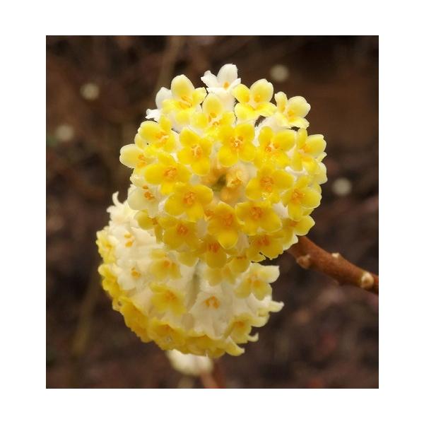 枝が３つ又に分かれることから名が付き、中国原産の落葉低木です。球状の黄色い大輪の花で、香りがあります。科目：ジンチョウゲ科分類：落葉低木開花期：　3〜4月最終樹高：　2ｍ位生育環境：日向耐寒性：　強お届け状態：3.5号ポット　挿木苗　鉢底か...