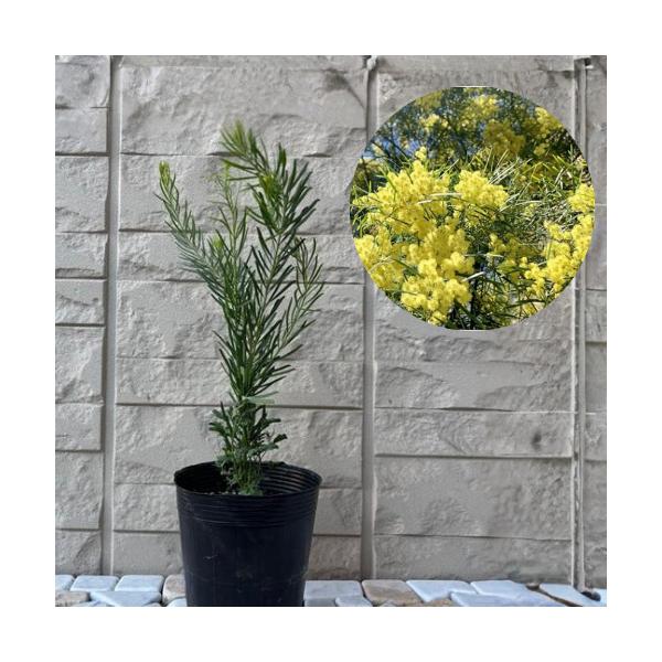 矮性アカシアの代表品種。細長い葉と、株立ちの樹形が特徴です。色鮮やかな黄色の花が早春を彩ります。寒さにやや弱いため鉢植えがおすすめです。科目：マメ科分類：半耐寒性常緑樹開花期：　3〜4月最終樹高：　１〜2m　生育環境：日向耐寒温度：　中お届...