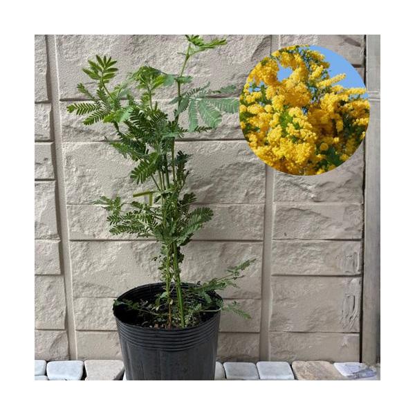 春にポンポンのような黄色の小花がたくさん咲きます。シルバーグレイの葉も美しく、庭木、花壇や切花、シンボルツリーに最適です。科目：マメ科分類：半耐寒性常緑樹開花期：　3〜4月最終樹高：　5m　生育環境：日向耐寒温度：　0度お届け状態：3.5号...