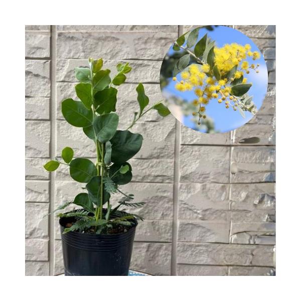 真珠色の丸い葉が美しいのが特徴です。花は甘い香りがし、大きく、切り花やドライフラワーとして使用されます。科目：マメ科分類：半耐寒性常緑樹開花期：　3月最終樹高：　5m　生育環境：日向耐寒温度：　中お届け状態：3.5号ポット苗　高さ鉢下から3...