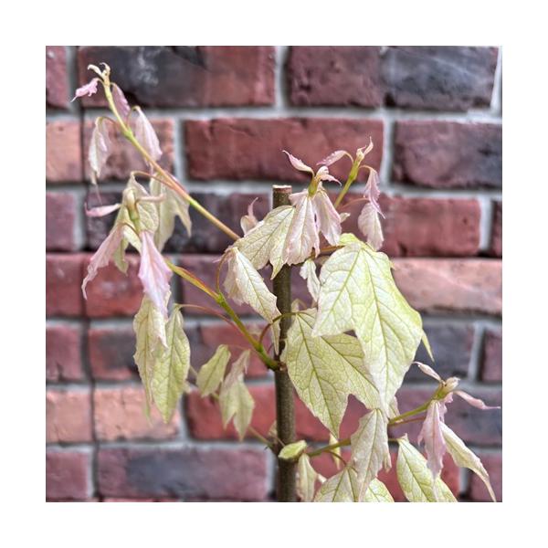 トウカエデの斑入り葉品種です。春は、薄ピンクから白黄色、夏は濃い緑色になり、秋は、赤色と一年を通して葉色の変化を楽しめます。別名「メイプルレインボー」。科目：ムクロジ科分類：落葉中高木開花期：最終樹高：　〜8ｍ位生育環境：日向耐寒性：　強お...