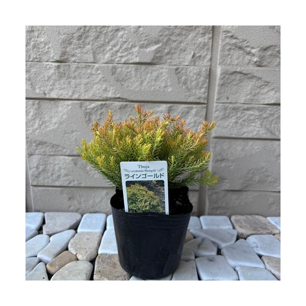 苗木の時は半球形ですが、成木になると円錐形になります。ライムグリーンの葉色が美しく、秋には紅葉します。丈夫で、育てやく、庭木などに人気の植物です。科目：ヒノキ科分類：常緑性開花期：　最終樹高：　1.5m位　生育環境：日向耐寒温度：　強お届け...