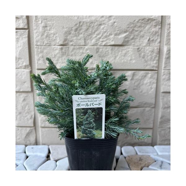 青緑色の葉色が美しい品種です。葉姿も特徴的で優しい雰囲気のコニファーです。寄せ植え、トピアリーに向きます。別名「ブルーバード」科目：ヒノキ科分類：常緑高木開花期：　最終樹高：　10m位　生育環境：日向耐寒温度：　強お届け状態：３号ポット苗　...