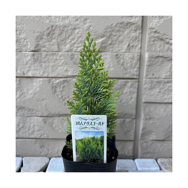 コルムナリスからの選抜種で、黄緑の葉がきれいなコニファー。科目：ヒノキ科分類：常緑高木開花期：　最終樹高：　5ｍ位　生育環境：日向耐寒温度：　強お届け状態：３号ポット苗　高さ鉢底から20cm位【ご注意ください】●掲載している写真はイメージで...