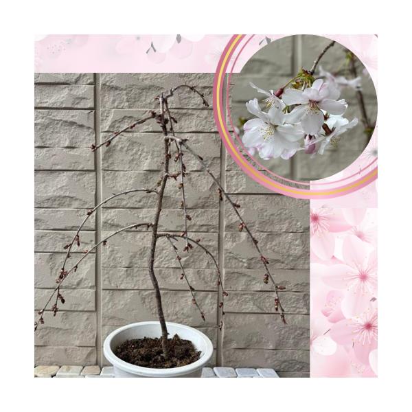 枝垂れた枝に、可憐な一重咲きの桜が魅力の品種です。咲き始めは白ですが、 だんだんとピンクに変化します。科目：バラ科分類：落葉中木開花期：4月頃最終樹高：　３ｍ位生育環境：日向耐寒性：　強お届け状態：5号ポット苗　挿木苗　高さ鉢底から50cm...