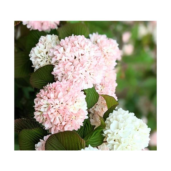 オオデマリの白とピンクの咲き分け品種です。初夏に約10cmの球状の密集した花を咲かせます。個体差があり、株によっては白花のみ、ピンク花のみ咲く場合があります。ご了承ください。科目：スイカズラ科分類：落葉高木開花期：4〜5月頃最終樹高：　3ｍ...