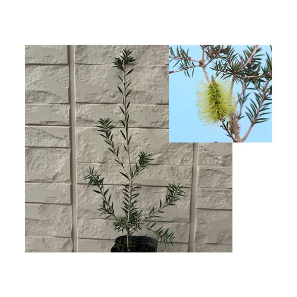 花姿がビンを洗うブラシ似ていることからブラシの木とも呼ばれています。グリーンボトルブラシは、葉も樹形もコンパクトで初夏に爽やかな色の薄緑色の花を咲かせます。シンボルツリーにも向きます。別名「金宝樹（キンポウジュ）」科目：フトモモ科分類：半耐...