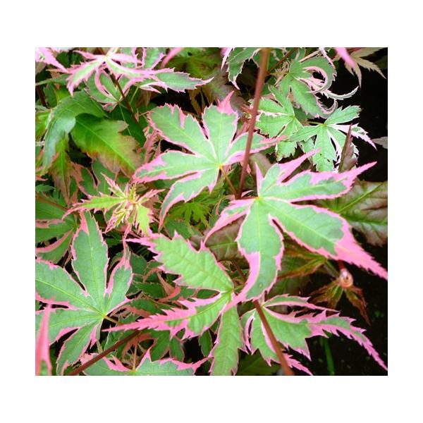 春夏秋と葉の色の変化が楽しめるイロハモミジ系の品種です。春は斑がピンク色を帯び、夏になるにつれ次第に白斑になります。秋は紅〜橙色になります。科目：ムクロジ科分類：落葉高木開花期：4〜5月頃最終樹高：　〜3m位生育環境：日向〜半日陰耐寒性：　...