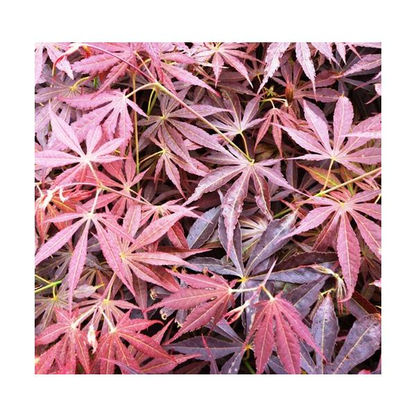 葉は深い切れ込みが入り、新芽が赤茶色で夏には緑色になります。秋は紅〜橙色になります。イロハモミジ系科目：ムクロジ科分類：落葉高木開花期：4〜5月頃最終樹高：　〜3m位生育環境：日向〜半日陰耐寒性：　強お届け状態：4号ポット苗　接木苗　高さ鉢...