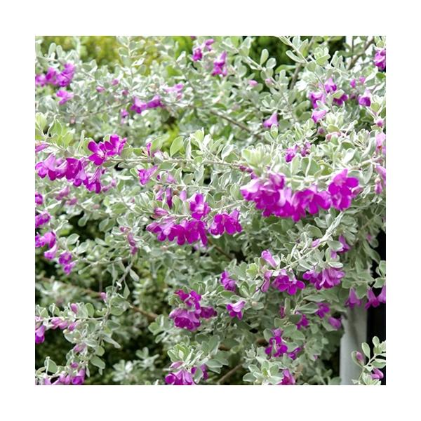 北米原産の常緑低木です。年間を通して白みがかったシルバーリーフが楽しめ、パープルピンクの花とのコントラストが美しい品種です。生育が旺盛なので、栽培は容易。科目：ゴマノハグサ科分類：常緑低木※低温期が長い場合は落葉します。開花期：　5〜10月...