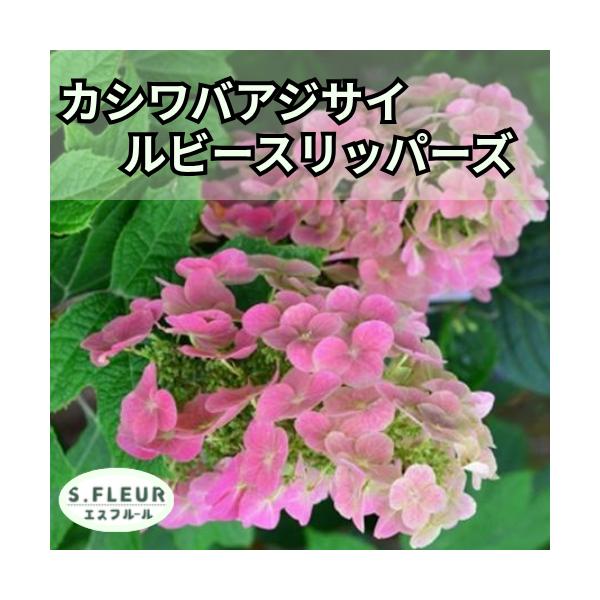 花色が白からルビー色へと変わる柏葉アジサイです。わい性種でコンパクトにまとまるため、鉢植えでも栽培できます。秋の紅葉も美しい品種です。科目：ユキノシタ科分類：落葉低木開花期：6〜7月頃最終樹高：1〜2m位生育環境：日向耐寒性：　強お届け状態...