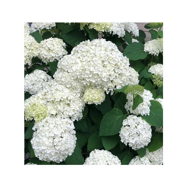 白い手毬状の花姿が魅力の品種です。ライムグリーンから満開時には白色、夏にはグリーンに変化します。花時期が長く、切り花やドライフラワーなどにも使用できる人気の品種です。科目：アジサイ科分類：落葉低木開花期：5〜6月頃最終樹高：1m位生育環境：...