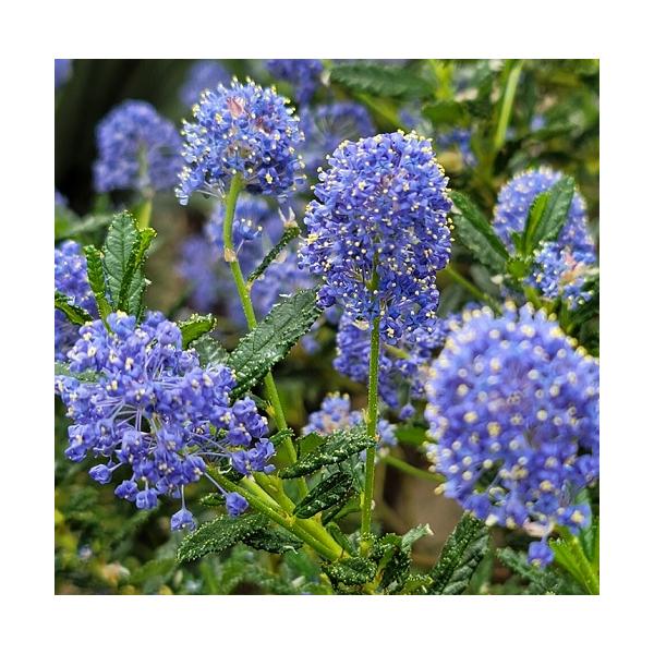 春から初夏にかけて爽やかなブルーの花が美しい品種です。常緑の小低木なので、鉢植えで栽培できます。セアノサスはカリフォルニアライラックという名前でも呼ばれています。寒さにやや弱いので冬は室内に取りこんでください。科目：クロウメモドキ科分類：常...