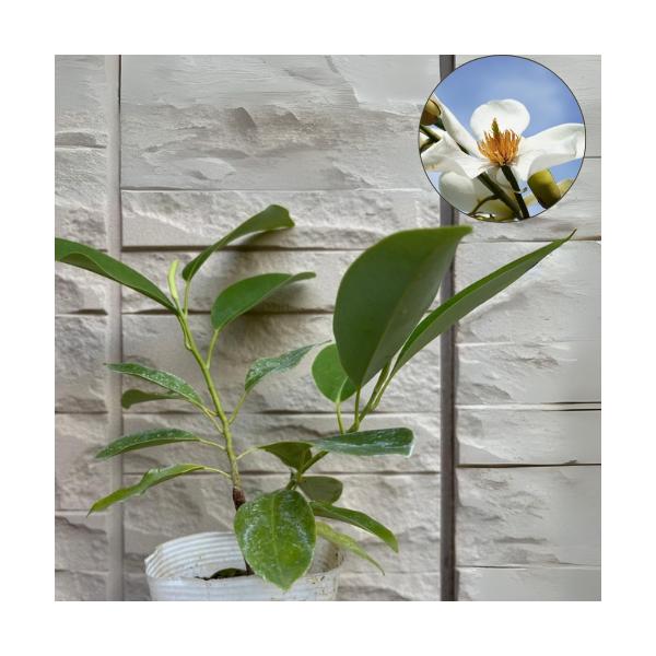 中国原産のハクモクレンに似た大輪の白花を咲かせます。香りは甘く、花付きも良い品種です。科目：モクレン科分類：常緑高木開花期：4〜5月頃最終樹高：2〜5m位　生育環境：日向耐寒温度：　中お届け状態： 3.5号ポット　高さ鉢底から20cm位【ご...