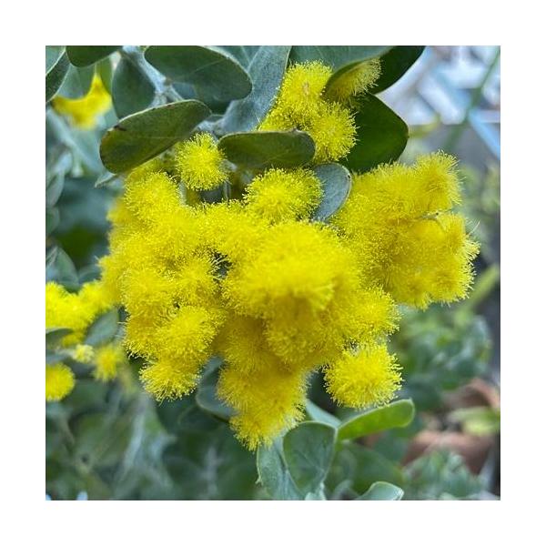 真珠色の丸い葉が美しいのが特徴です。花は甘い香りがし、大きく、切り花やドライフラワーとして使用されます。科目：マメ科分類：半耐寒性常緑樹開花期：　3月最終樹高：　5m　生育環境：日向耐寒温度：　中お届け状態：4号ポット苗　高さ鉢下から60c...