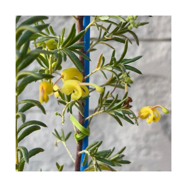 オーストラリアが原産の樹木で、ユニークな花姿が人気があります。黄色い可愛らしい小花をたくさん咲かせます。花付きがいい品種です。科目：ヤマモガシ科分類：常緑低木開花期：12〜3月頃最終樹高：1.5m位生育環境：日向耐寒性：　強（-5℃位）お届...