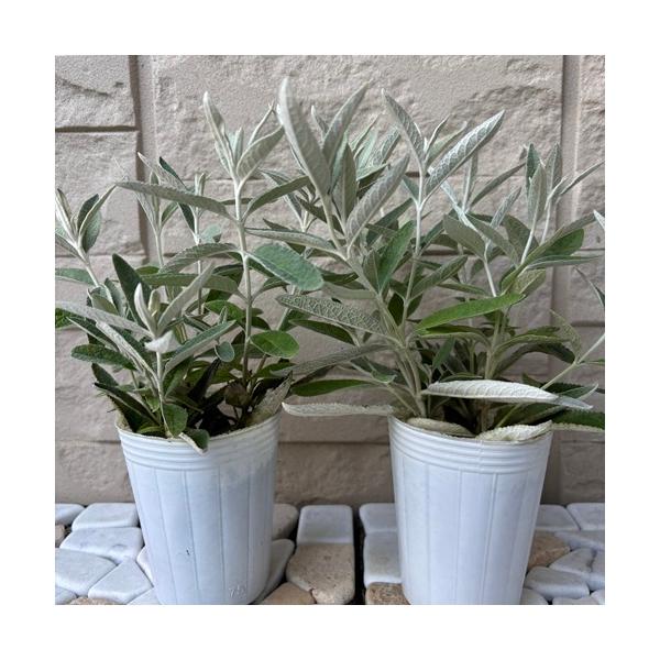 花が甘く香りチョウが集まるため、バタフライブッシュと呼ばれています。シルバーアニバーサリーは、花のない時期でもシルバーリーフの美しい葉がカラーリーフとして重宝します。通常のブッドレアとは違い、花は白色でボール状です。科目：フジウツギ科分類：...