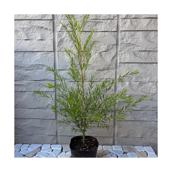 香りのある細い葉は、春〜夏は緑色で、冬になると寒さでブロンズ色に変化します。初夏に純白の羽毛状の花が目を楽しませてくれます。強健で生育旺盛なので初心者向き。科目：フトモモ科分類：耐寒性常緑中木開花期：6〜7月頃最終樹高：2m位生育環境：日向...