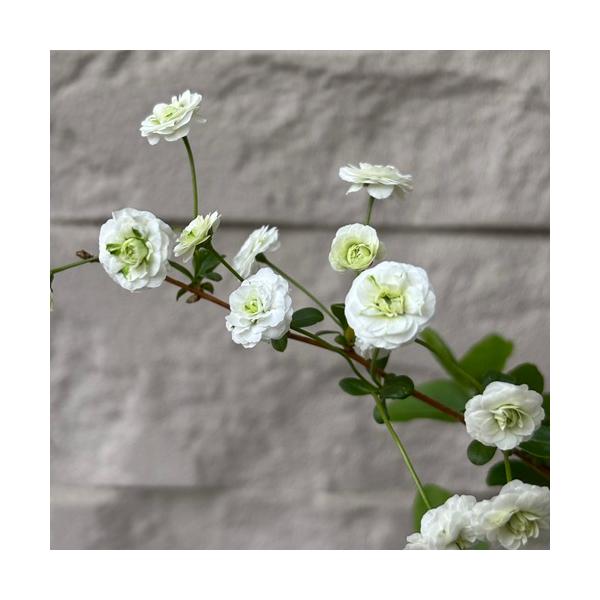 春にユキヤナギに似た白い花を咲かせます。白い小花は八重咲きで、耐寒、耐暑性があり育てやすい花木です。科目：バラ科分類：落葉低木開花期：4〜5月頃最終樹高：2m位生育環境：日向耐寒性：　強お届け状態：6号ポット苗　高さ鉢底から45cm位※撮影...