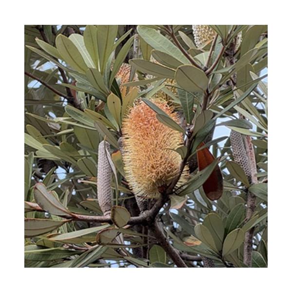 バンクシアの中でも丈夫で育てやすい品種です。クリーム色のブラシのような花は、切り花やドライフラワーとしても長く楽しめます。鉢植えやシンボルツリーとしても人気です。別名「バンクシアインテグリフォリア」科目：ヤマモガシ科分類：常緑中高木開花期：...