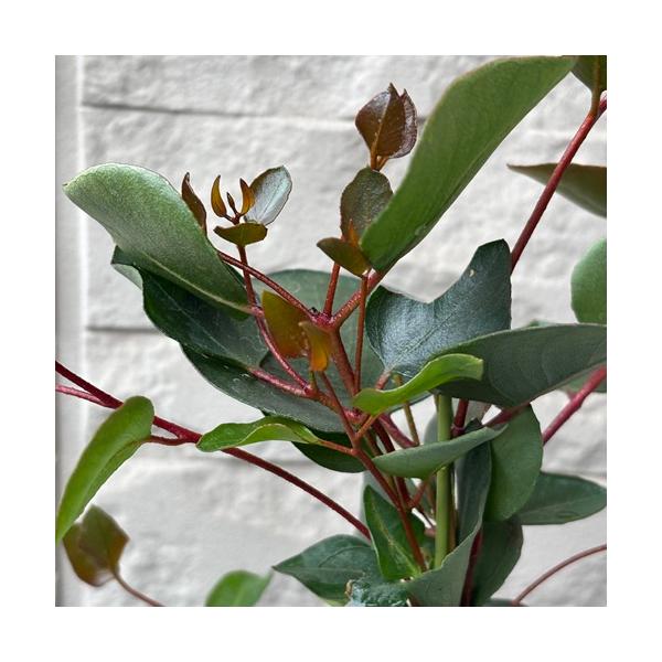 オーストラリアが原産の常緑高木です。葉の香りと可愛らしい葉形が寄せ植えやインテリアとして人気あります。切り枝やドライフラワーにしてスワッグやリース等の花材としても利用されます。カエシアは肉厚で光沢のある深緑色の葉が特徴です。大きくなるとピン...