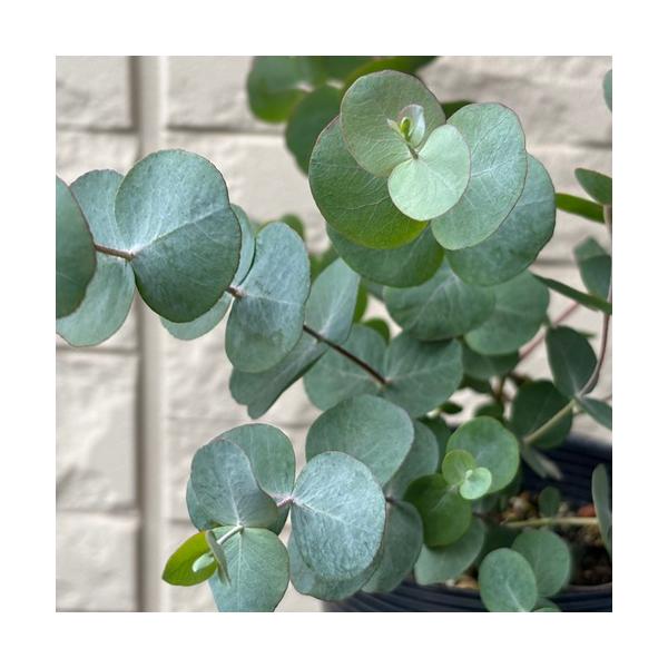 オーストラリアが原産の常緑高木です。葉の香りと可愛らしい葉形が寄せ植えやインテリアとして人気あります。切り枝やドライフラワーにしてスワッグやリース等の花材としても利用されます。シルバーダラーはユーカリの中で最も美しい銀葉の葉が人気の品種です...