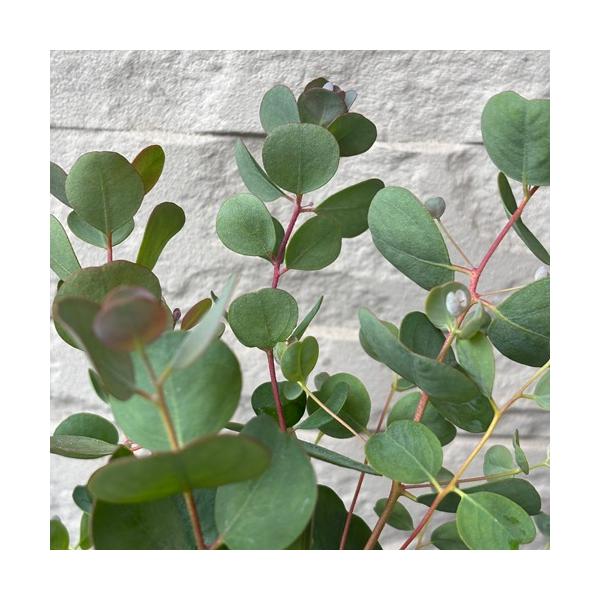 オーストラリアが原産の常緑高木です。葉の香りと可愛らしい葉形が寄せ植えやインテリアとして人気あります。切り枝やドライフラワーにしてスワッグやリース等の花材としても利用されます。ユーカリ ウェブステリアナはハートの型の葉が人気が高い品種です。...