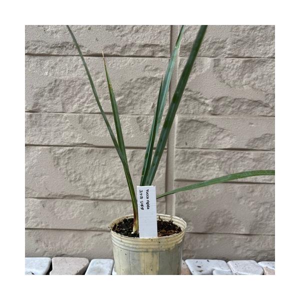 観葉植物やドライガーデンに人気のユッカです。シルバーブルーの葉色が美しい品種で、暑さ、寒さにも強いため初心者でも育てやすい植物です。科目：リュウゼツラン科分類：常緑低木開花期：最終樹高： 4m位生育環境：日向耐寒性：　強お届け状態：2.5号...