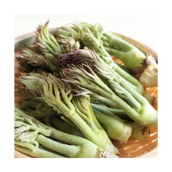 独特な香りとほろ苦い味で春を感じる食材として有名です。一般的なタラの木は、トゲがあり栽培が大変ですが、本種はトゲがなく家庭栽培に適しています。※若木のうちは、若干トゲが出る場合もあります。春先に枝の先端の新芽を山菜として食し、新芽には独特の...