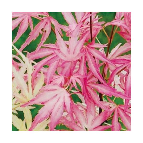 葉は深い切れ込みが入り、ピンク色とライムグリーン色の葉を春から秋にかけてつけます。矮性タイプ(10年かかって背丈が200cm)なので、鉢植えでも楽しむことができます。2005年でイギリスで初めて発表されましたが、入手が難しいモミジです。科目...