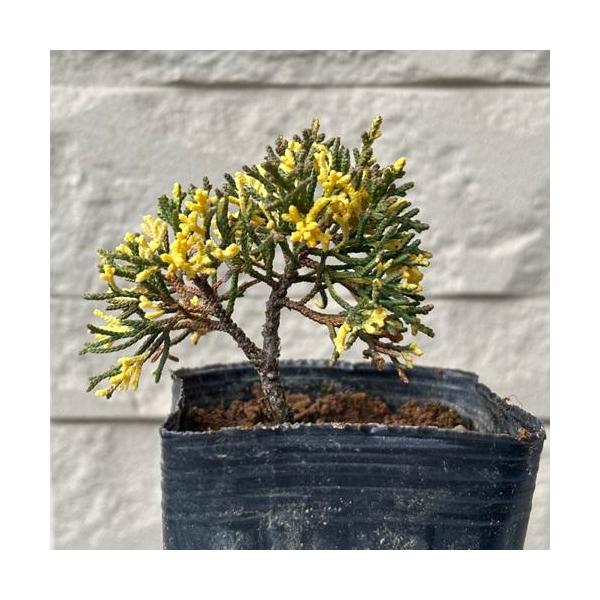 盆栽として人気のある真柏の斑入り品種です。葉に黄色い斑が入る珍しい品種で人気が高く、通常の真柏とはまた違う美しさを楽しめるのが魅力です。科目：ヒノキ科分類：常緑高木開花期：収穫期：最終樹高：1m位生育環境：日向〜半日陰耐寒性：　強　お届け状...