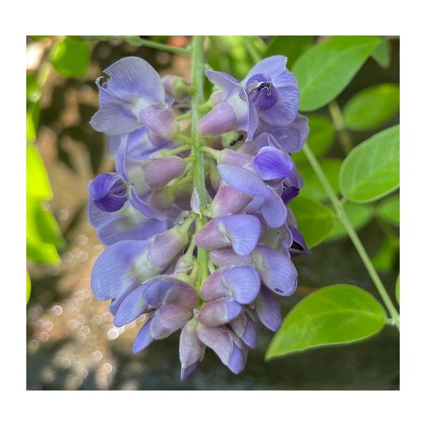 アメリカフジの紫花です。アメリカ合衆国のバージニア州〜テキサス州あたりに自生している藤です。日本のフジと比べると矮性でツルはそれほど伸びなく、花序も下に垂れることはないのでトレリスや支柱をしてコンパクトに育てられます。若木のうちから花を付け...