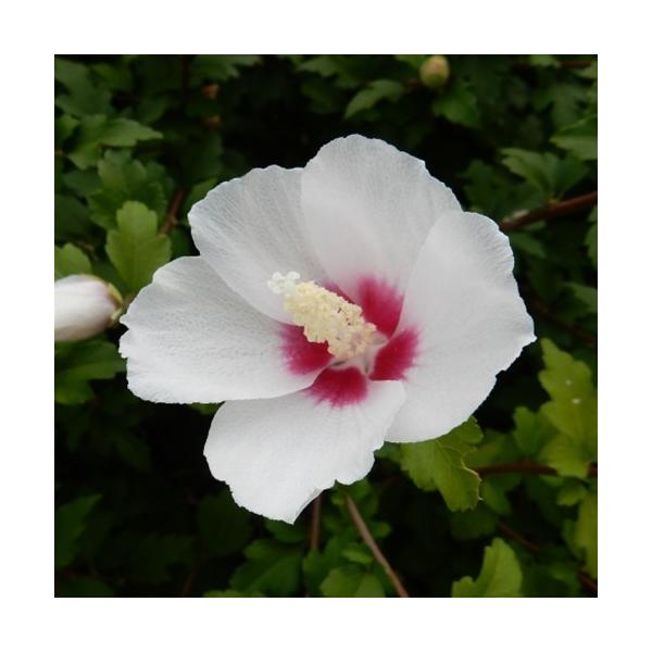 白地に赤紫〜赤の底紅が入る美しいムクゲです。夏の庭を明るく華やかにしてくれます。耐寒性が強く、丈夫で育てやすいため初心者にもおすすめです。科目：アオイ科分類：落葉低木開花期：7〜9月頃最終樹高：3〜5m生育環境：日向耐寒性：　強お届け状態：...