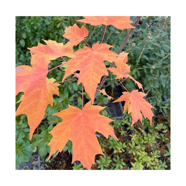 樹液を煮詰めたものがメープルシロップとして有名です。葉は黄色や赤色の紅葉が美しく、カナダの国旗のデザインにもなっています。科目：ムクロジ科分類：落葉高木開花期：4〜5月頃最終樹高：　〜20ｍ位生育環境：日向耐寒性：　強お届け状態：3号ポット...