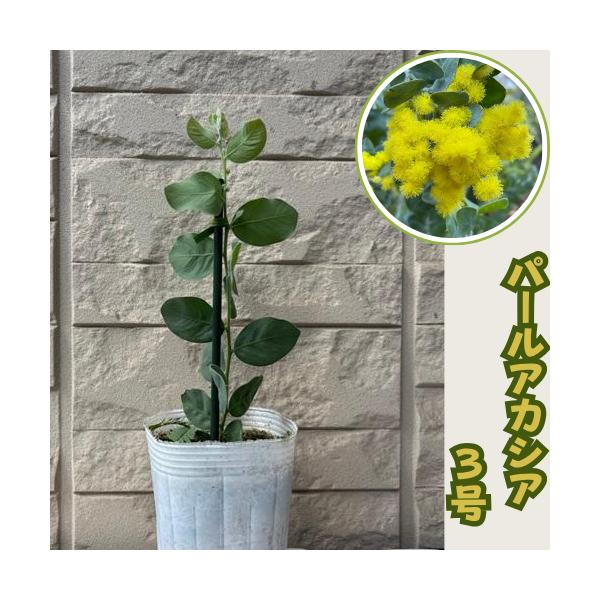 真珠色の丸い葉が美しいのが特徴です。花は甘い香りがし、大きく、切り花やドライフラワーとして使用されます。科目：マメ科分類：半耐寒性常緑樹開花期：　3月最終樹高：　5m　生育環境：日向耐寒温度：　中お届け状態：3号ポット苗　高さ鉢下から25c...