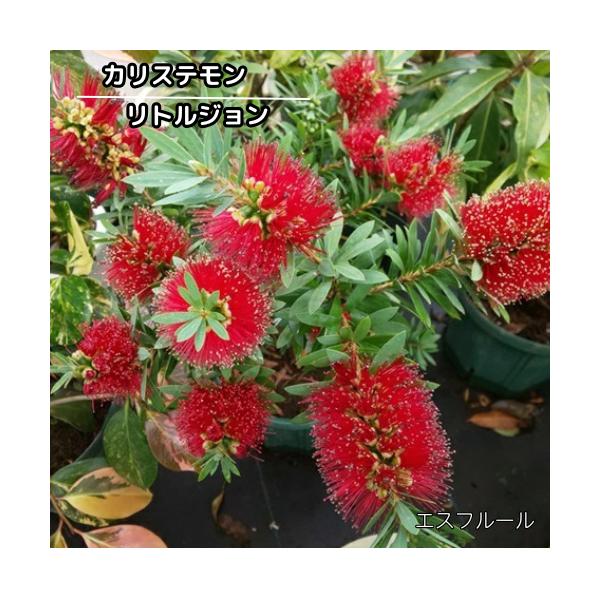 花姿がビンを洗うブラシ似ていることからブラシの木とも呼ばれています。リトルジョンは、コンパクトな樹形であまり大きくならず、多花性品種なので株いっぱいに小さな赤い花を咲かせます。別名「金宝樹（キンポウジュ）」科目：フトモモ科分類：半耐寒性常緑...