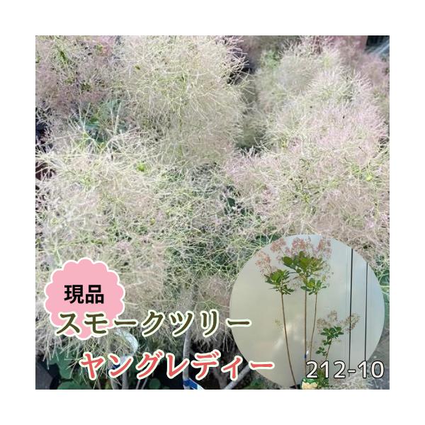 羽毛のようなふわふわとした花姿が魅力のスモークツリー。煙がたっているかのように見えることが名の由来になっています。切花やドライフラワーとしても人気があり、鉢植えやシンボルツリーに最適です。ヤングレディーは、咲き始めは淡い緑でその後、クリーム...
