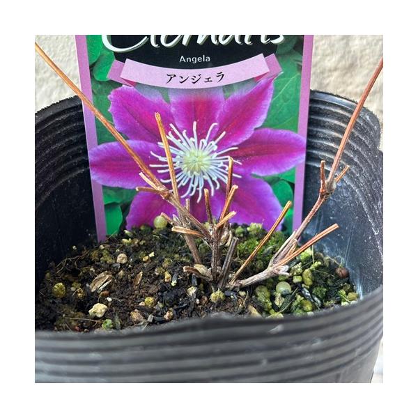 濃いピンクに覆輪が入る美しいクレマチスです。花芯は黄色で安定した大輪の花を咲かせます。鉢植えはもちろんフェンス絡ませたり、バラと合わせるのもおすすめです。パテンス系。新旧両枝咲き。科目：キンポウゲ科分類：つる性開花期：　5月頃最終草丈：1....