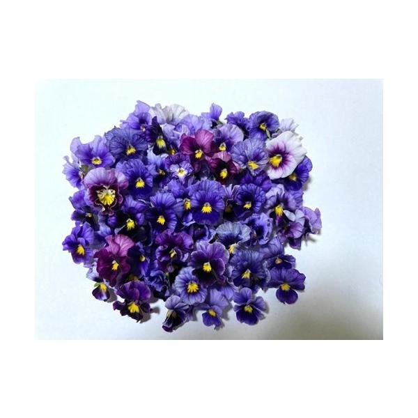 寄せ植えに人気！メゾンドビオラ さんのオリジナルビオラです。ブルー〜紫の花色に花脈が特徴的です。※歌劇スターの中でも星宙、雪月花とございますが、当ショップは無選別となります。※花色・花形に幅があり、見計らいとなります。科目：スミレ科分類：耐...